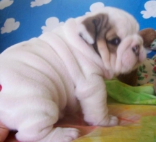 Cuccioli Bulldog Inglese Pronti